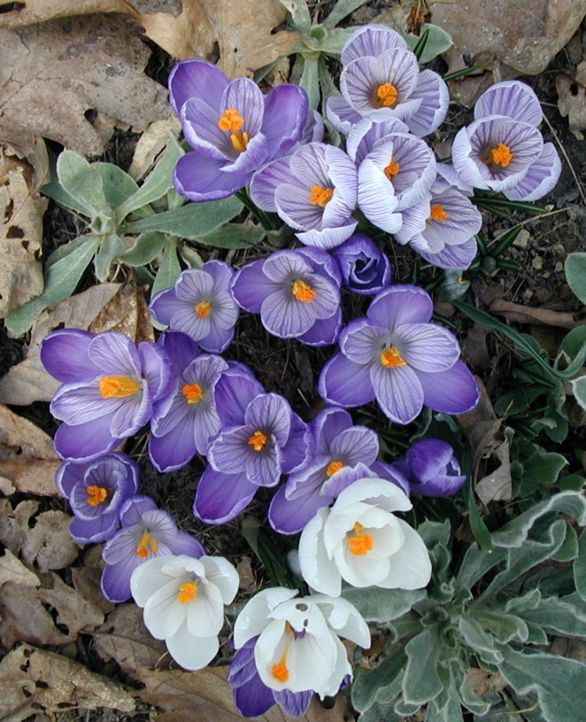 Crocus Blooms Open Up with the Sunlight – wildeherb.com
