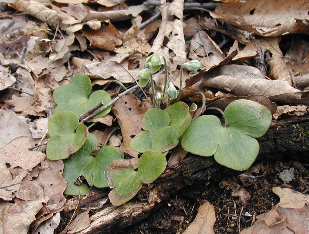 Hepatica, a Spring Ephemeral in Hardwood Forests – wildeherb.com