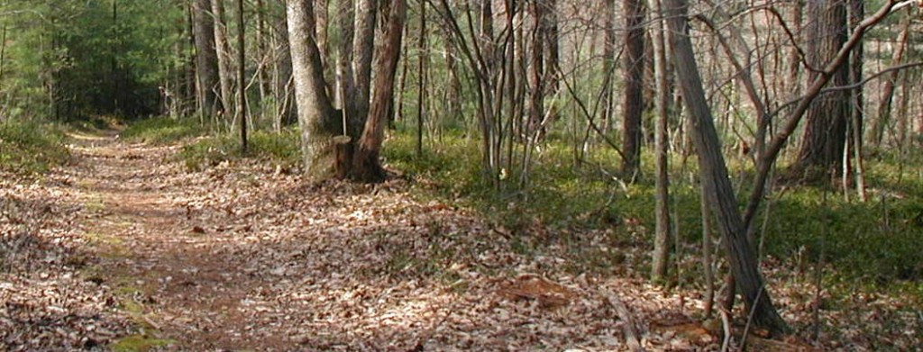 Blooming Box Huckleberries in the Tuscarora State Forest – wildeherb.com