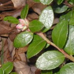 wildeherb.com – Page 42 – WildeHerb is a collection of wild herb and ...