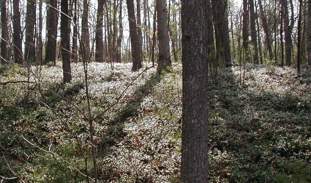 Blooming Box Huckleberries in the Tuscarora State Forest – wildeherb.com