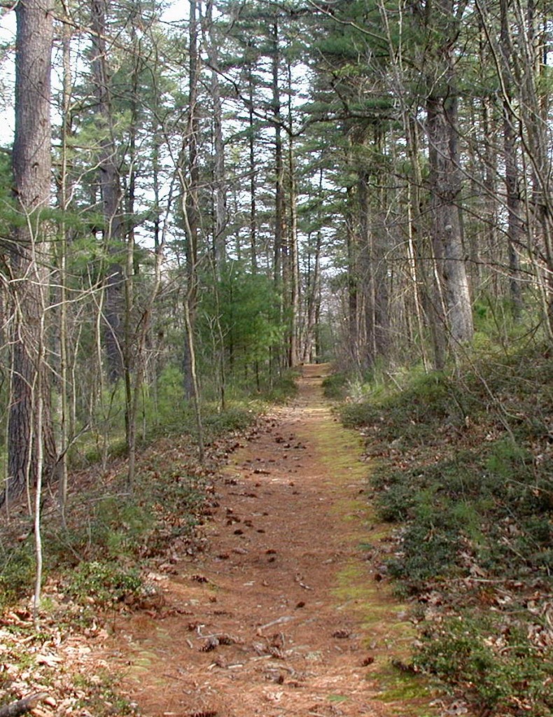 Blooming Box Huckleberries in the Tuscarora State Forest – wildeherb.com