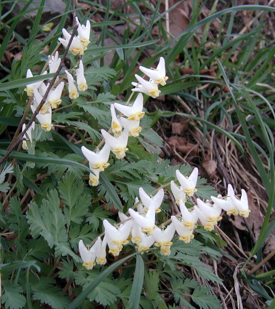 Dutchman’s Breeches Bloom the First Half of April in Pennsylvania ...