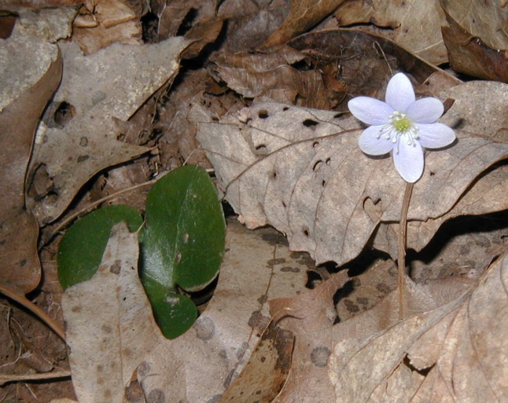Hepatica, a Spring Ephemeral Blooming in the Woods of Pennsylvania ...