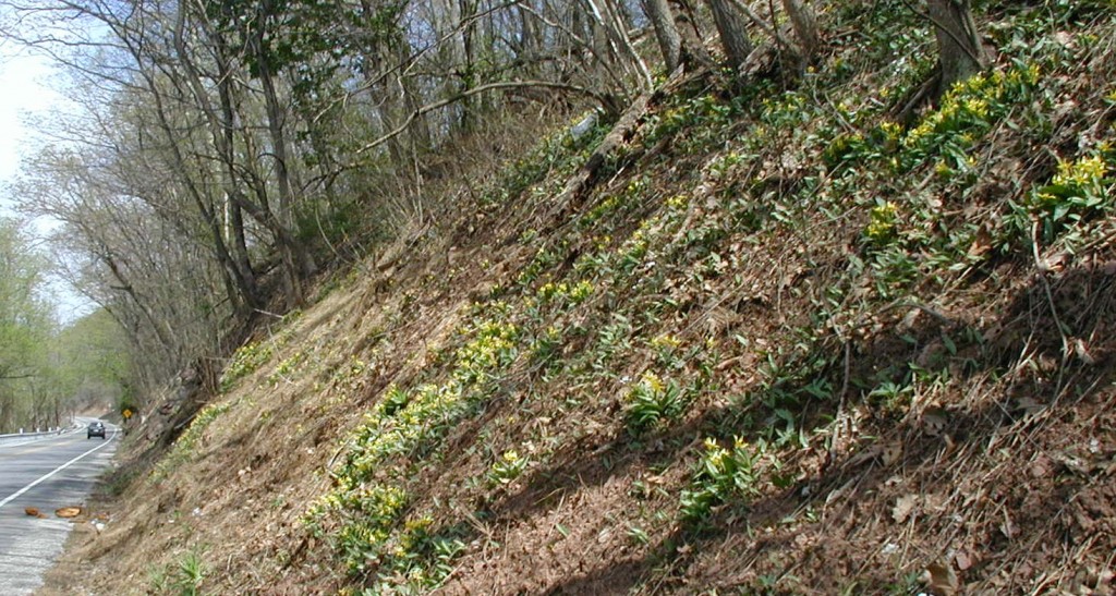 Trout Lily Flowers Next to the Juniata River – wildeherb.com