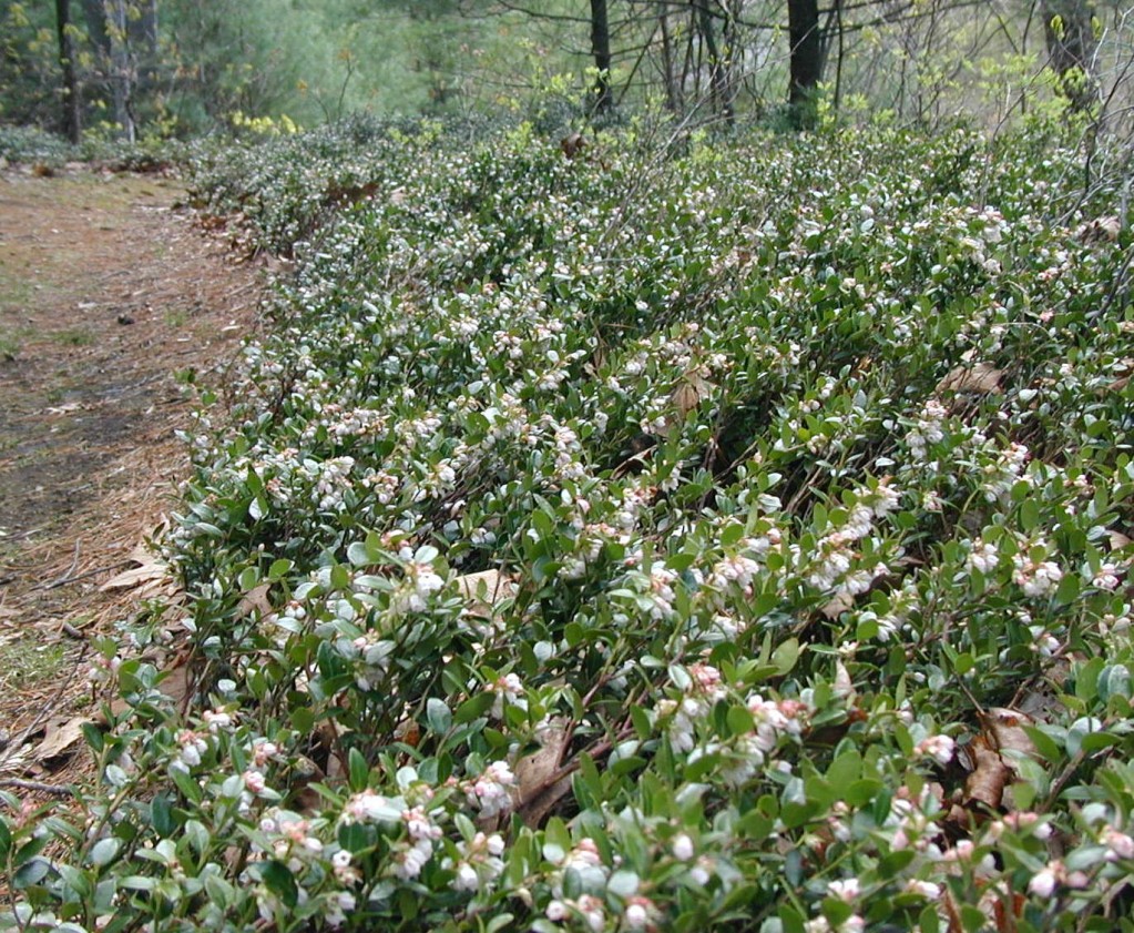Blooming Huckleberries and Pink Lady’s-Slippers – wildeherb.com