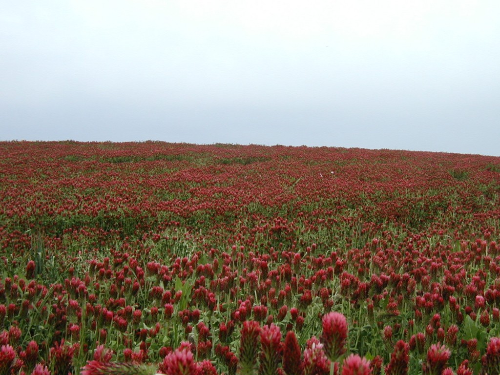 A Field Full of Crimson Clover – wildeherb.com