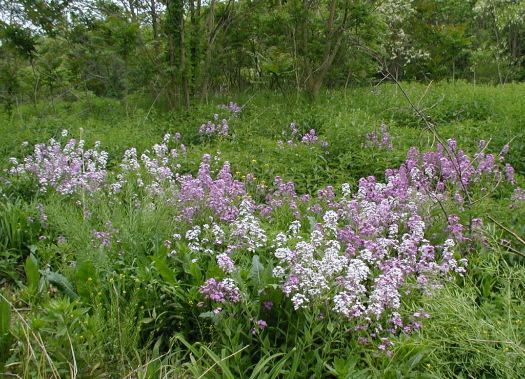 Dame’s Rocket Blooms in Purple and White – wildeherb.com