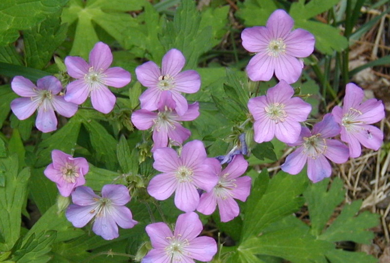 Wild Geranium Blooms During May in PA – wildeherb.com