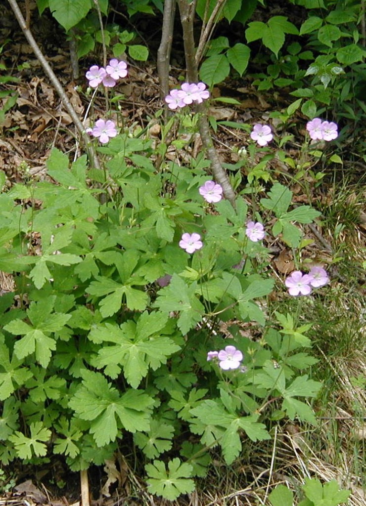 Wild Geranium Blooms During May in PA – wildeherb.com