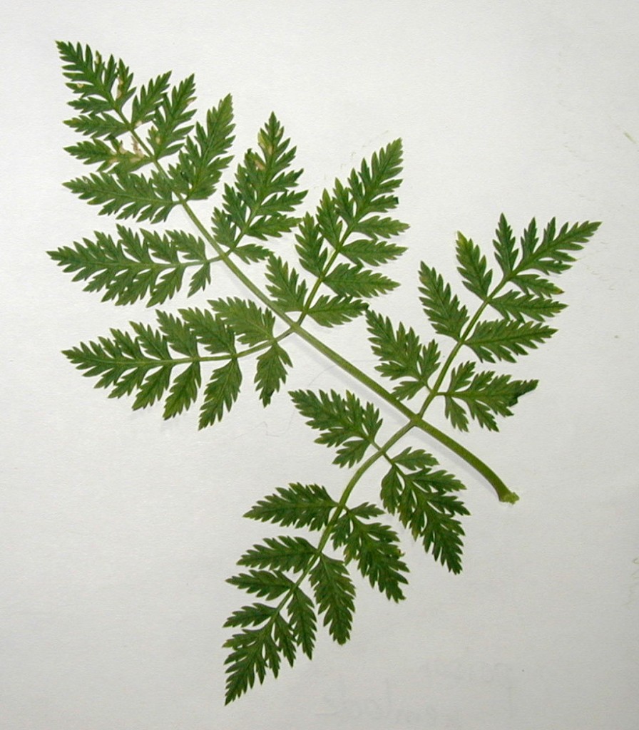 Poison Hemlock Prolific in the Fence Rows – wildeherb.com