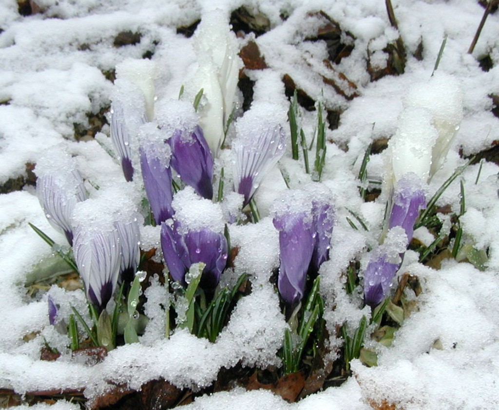Snowy Crocus, Sunny Hepatica – wildeherb.com