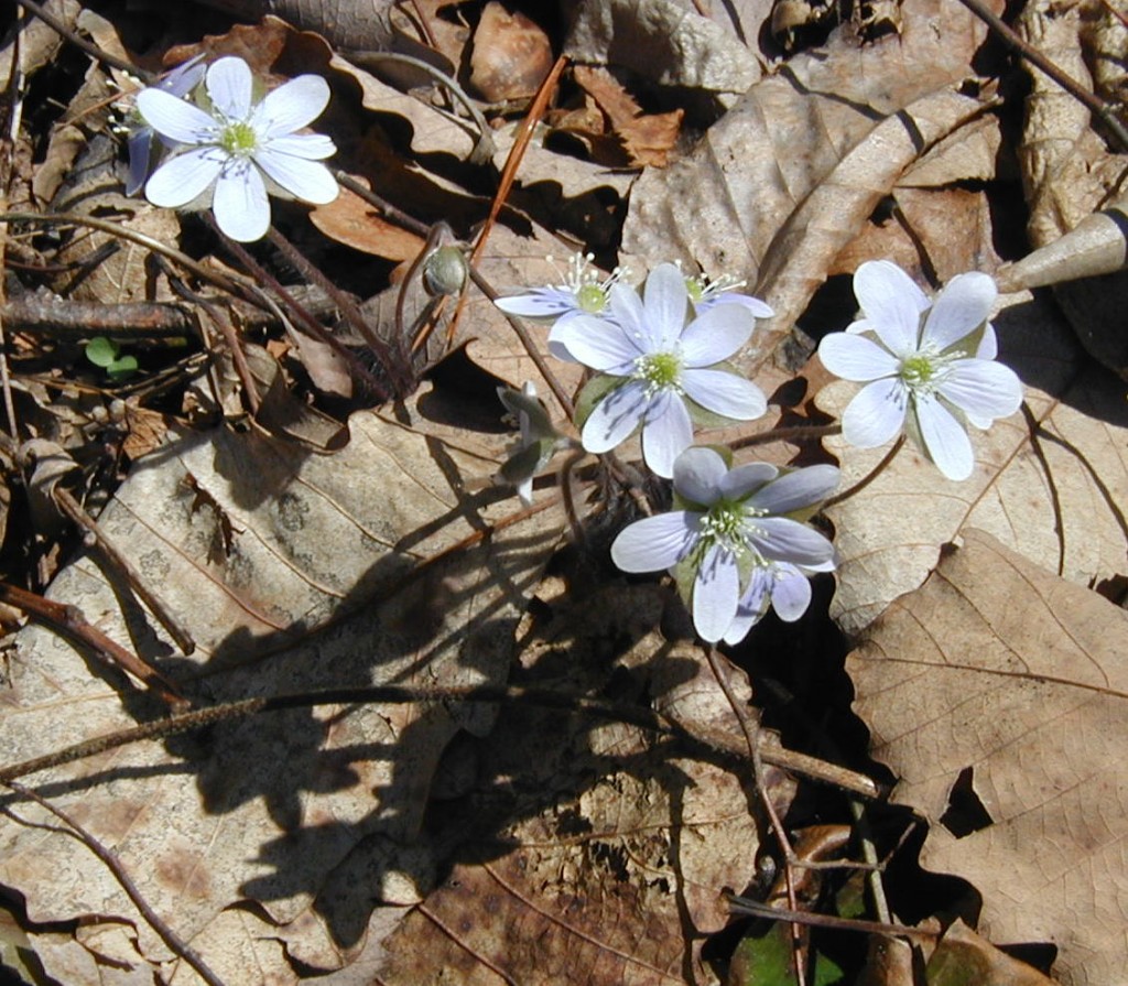 Spring Ephemeral: Hepatica americana – wildeherb.com