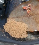 Brown Springtails Jump On a Puddle – wildeherb.com