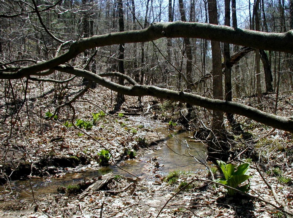 Skunk Cabbage at the Spring-Fed Stream – wildeherb.com