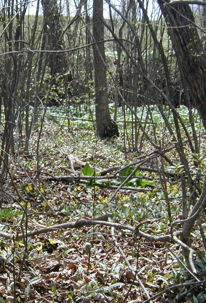 Dogtooth Violet is a Yellow Trout Lily – wildeherb.com