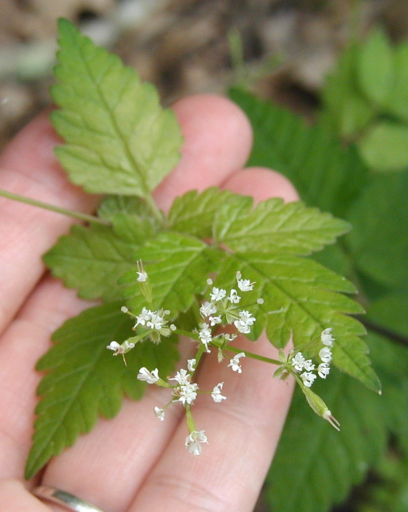 Wild Anise Root Is A Native Cousin to Parsley – wildeherb.com