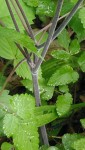 Wild Anise Root Is A Native Cousin to Parsley – wildeherb.com