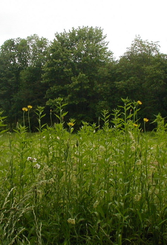 weed – wildeherb.com