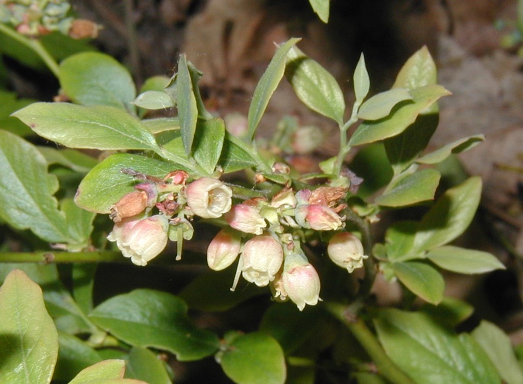 blueberry – wildeherb.com