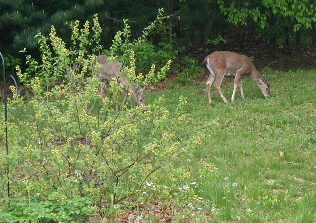 weed – wildeherb.com