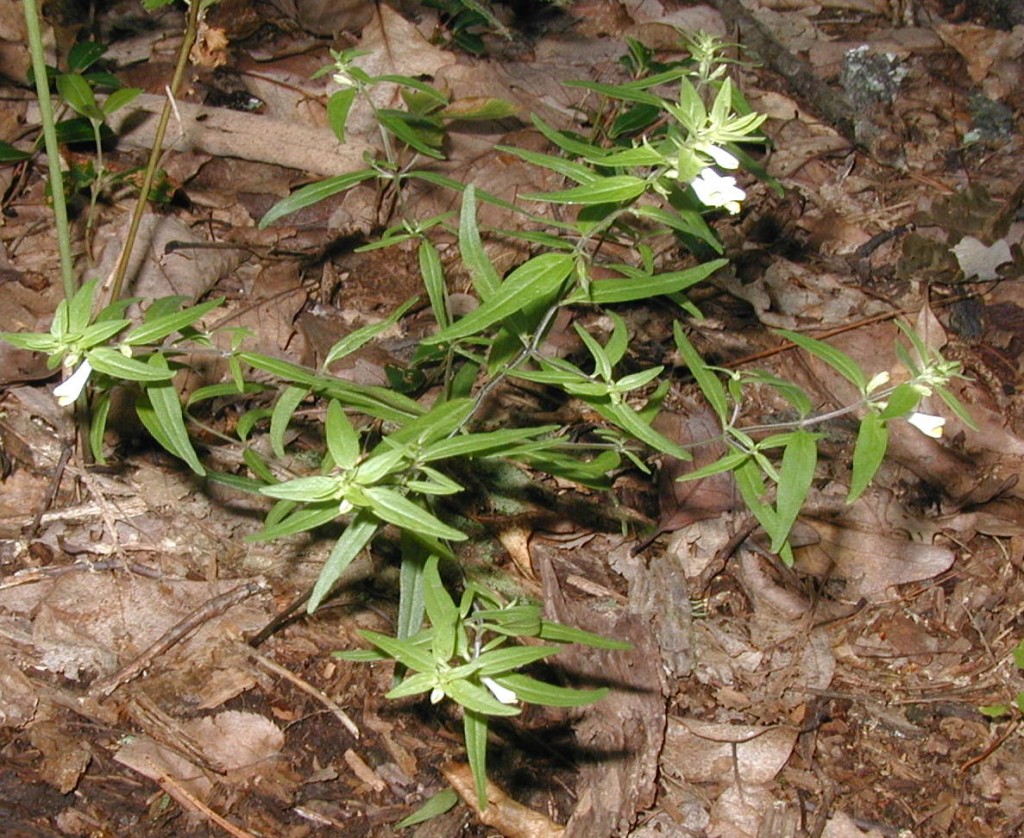 Cow Wheat Native Woodland Plant – wildeherb.com