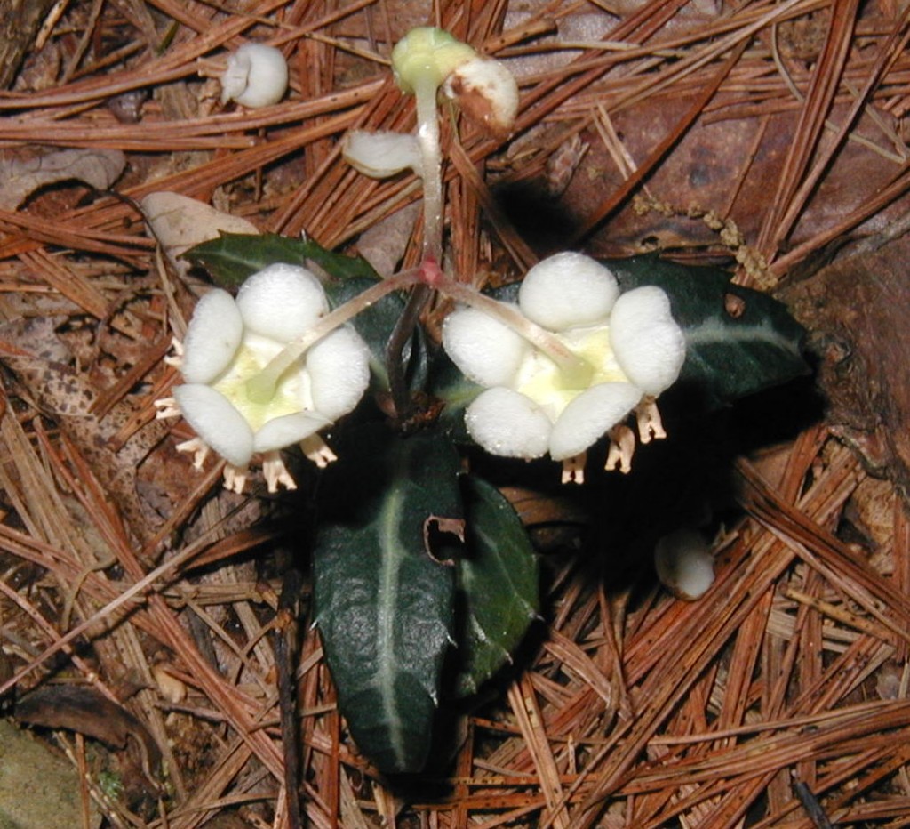 Spotted Wintergreen An Evergreen Woodland Herb – wildeherb.com