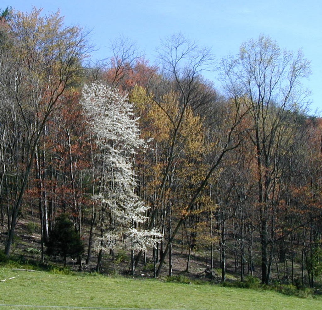 Serviceberry Trees Bloom at Woods Edge – wildeherb.com