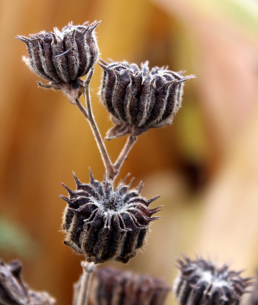 Velvetleaf Seeds Ripen in Fall – wildeherb.com