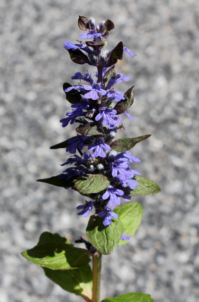 Bugle Was a Purple Roadside Weed – wildeherb.com