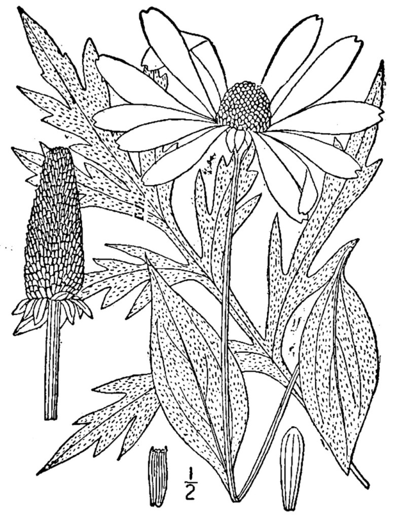 Green-headed Coneflower at the River – wildeherb.com