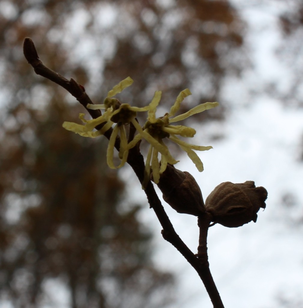 Witch Hazel Blooms Latest in the Year – wildeherb.com
