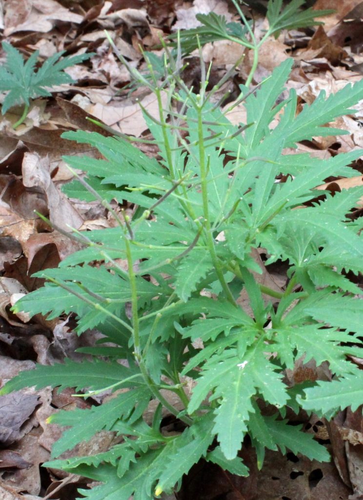 Cut-Leaf Toothwort Making Seeds – wildeherb.com