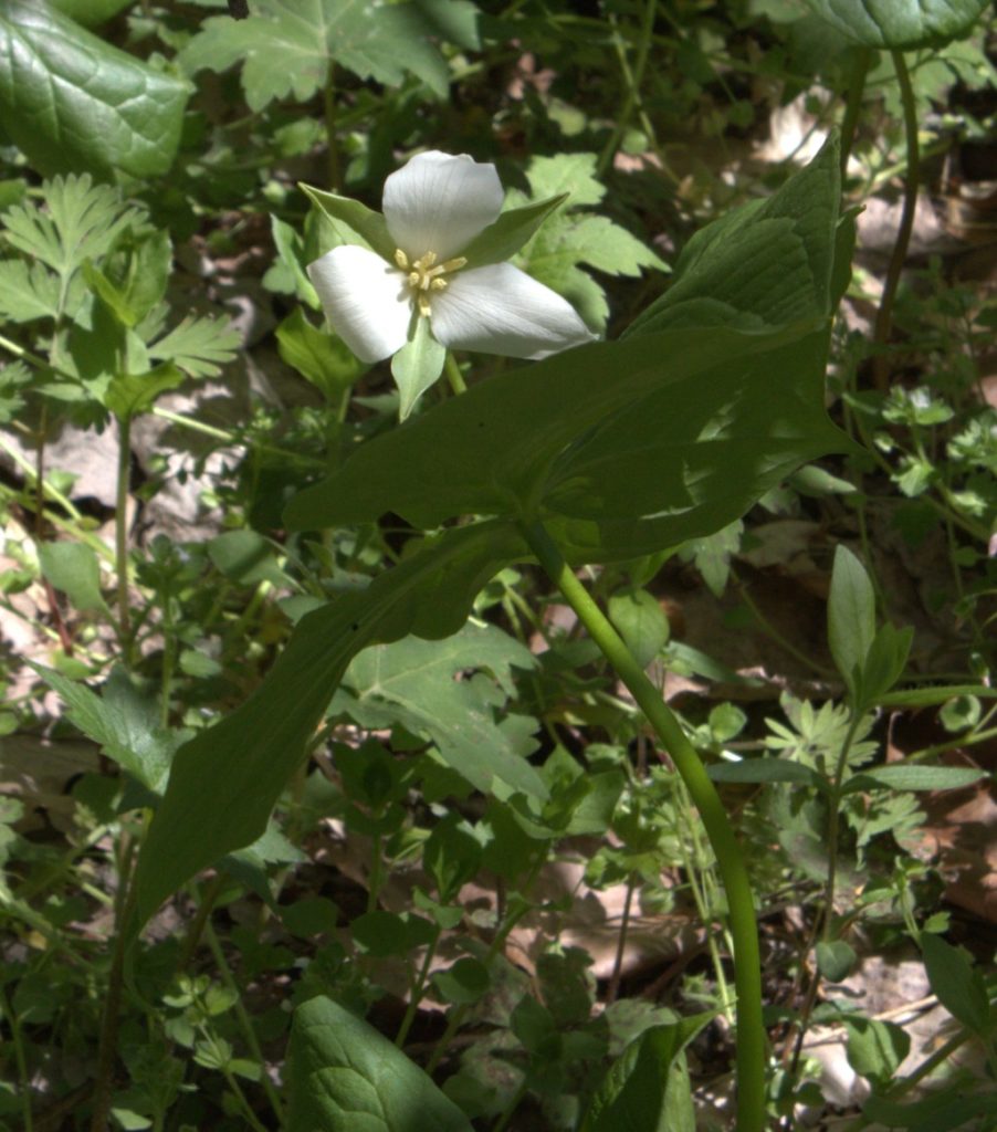 Susquehanna Trillium Show at Shenk’s Ferry – wildeherb.com